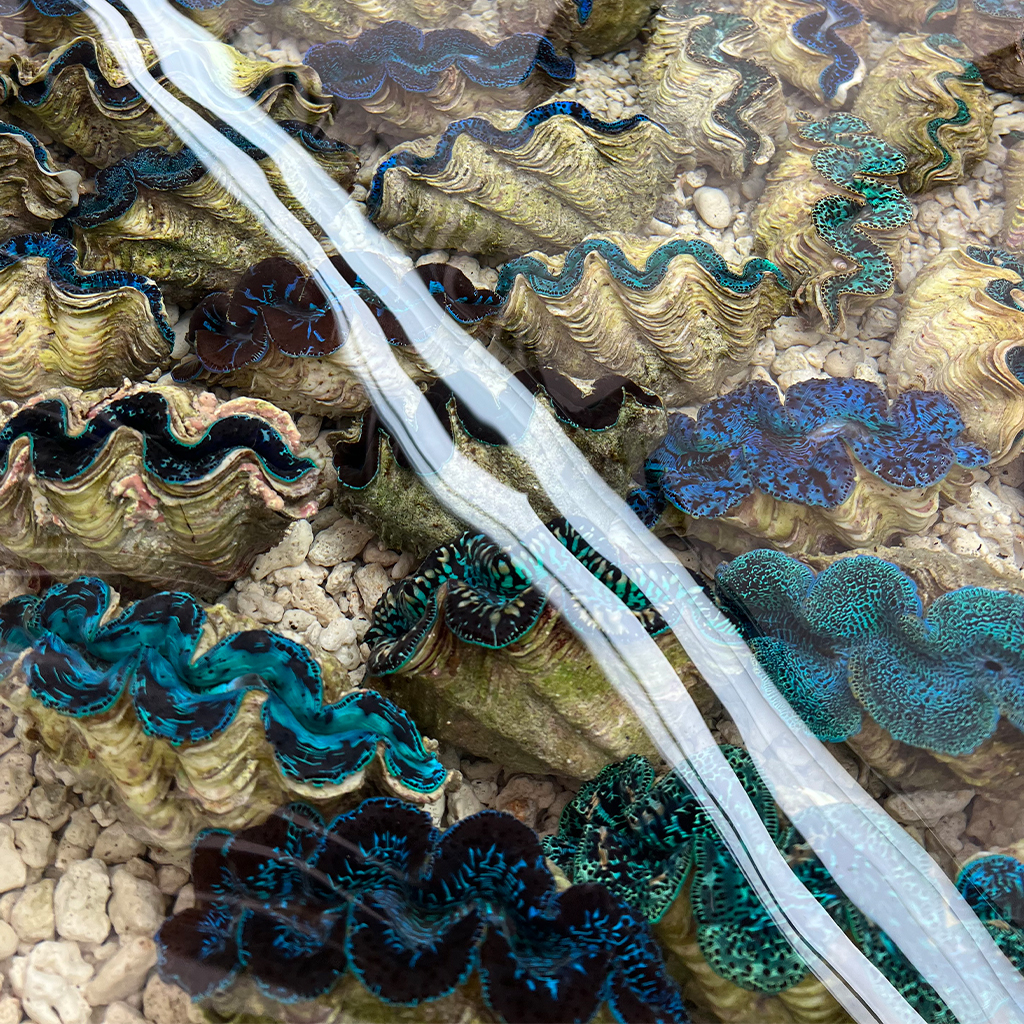 LA CARTE CAPL | CAPL