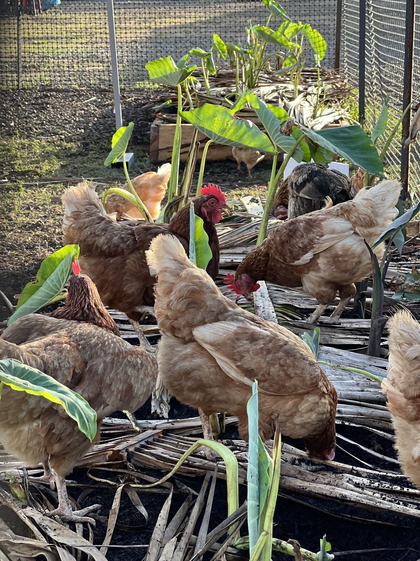 Guide d'élevage de poules pondeuses | CAPL